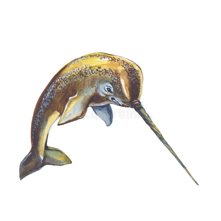 Art Arctic Narwhal Animal Stock Illustrations – 669 Art Arctic Narwhal ...