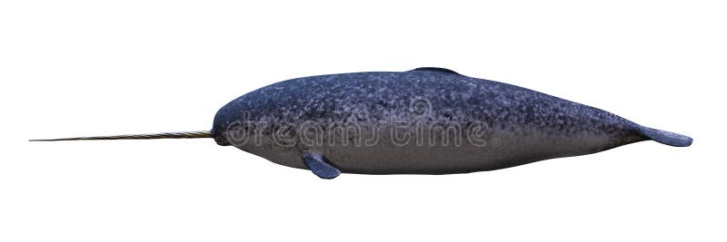 333 Narwhal Stock Photos - Free & Royalty-Free Stock Photos from Dreamstime