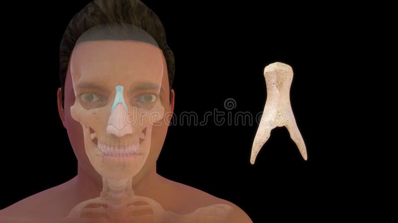 Location of Nasal Bone in Human Stock Illustration - Illustration of ...