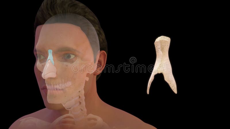 Location of Nasal Bone in Human Stock Illustration - Illustration of ...