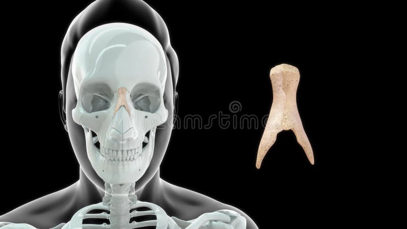 Location of Nasal Bone in Human Stock Illustration - Illustration of ...