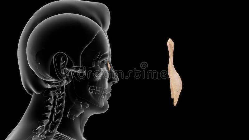 Location of Nasal Bone in Human Stock Illustration - Illustration of ...