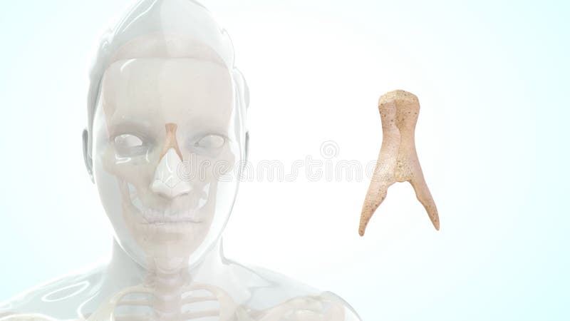 Location of Nasal Bone in Human Stock Illustration - Illustration of ...
