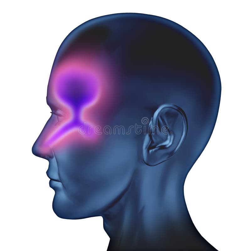 Sinus Human Nasal Cavity with Human Head Stock Illustration ...