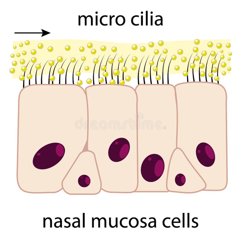 Cell Cilia Stock Illustrations – 460 Cell Cilia Stock Illustrations ...
