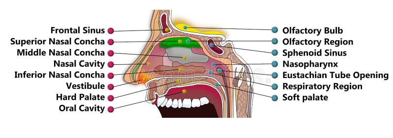 Holtetanden Stock Illustrations, Vectors, & Clipart – (21,289 Stock ...