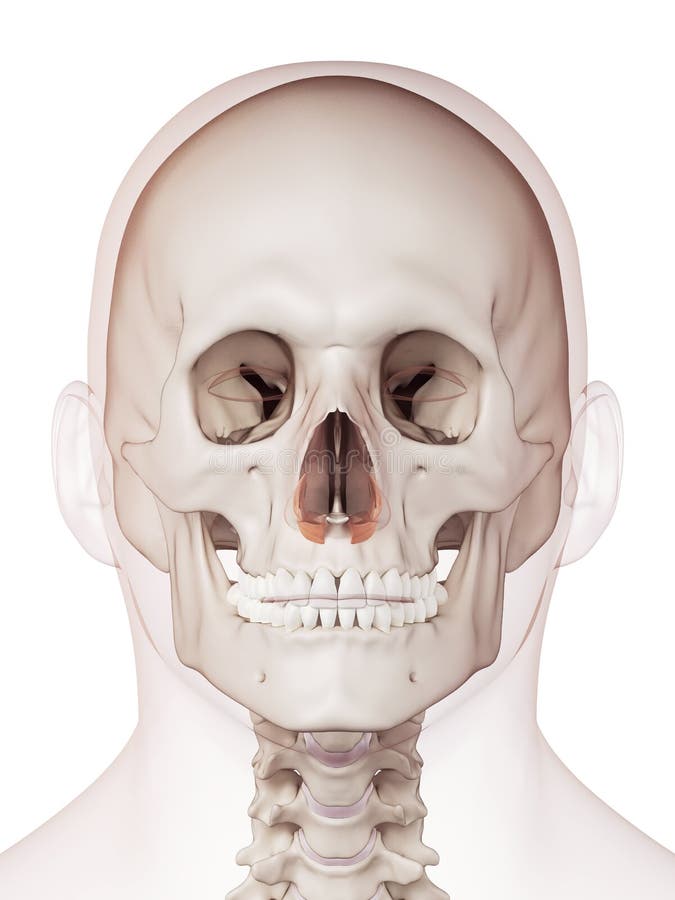 Nasalis Muscle Anatomy for Medical Concept 3D Stock Illustration ...