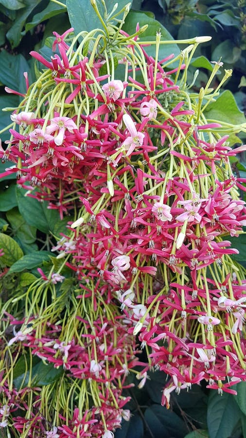 Nasar Onim stock photo. Image of raja, nasar, ampat, papua - 98398536