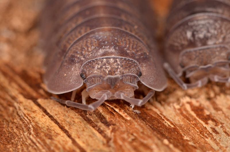 Cloporte D'Armadillidium - Aka Insecte De Pilule, Cloporte, Macro Photo ...