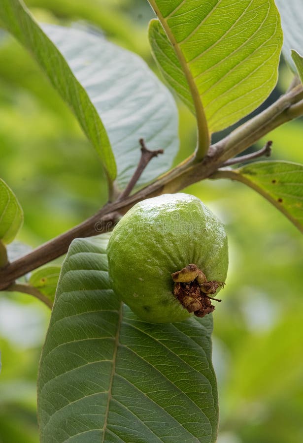 Nascent Guava Stock Photos - Free & Royalty-Free Stock Photos from ... Nascent Guava Stock Photos - Free & Royalty-Free Stock Photos from ...
