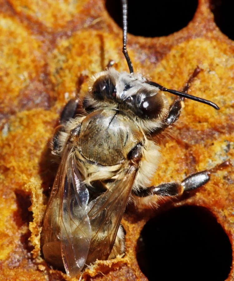 Nascita di un'ape immagine stock. Immagine di vita, macro - 9227787