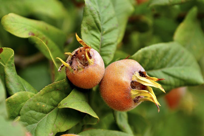 358 Naseberry Stock Photos - Free & Royalty-Free Stock Photos from ...