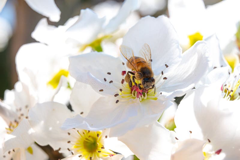 Nashi Flower Just Bloomed, on Which a Bee Has Landed. Stock Image ...