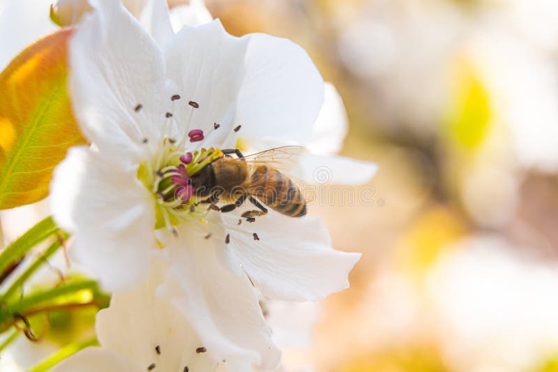 Nashi Flower Just Bloomed, on Which a Bee Has Landed. Stock Photo ...