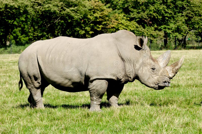 Nashorn Lokalisiert Auf Einem Weißen Hintergrund Stockfoto - Bild von ...