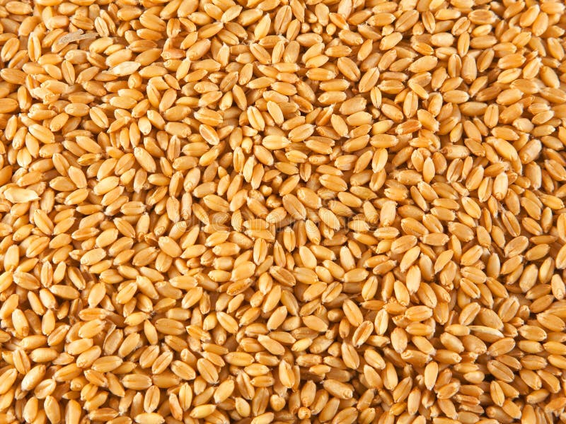 Nasiona pszenicy zdjęcie stock. Obraz złożonej z roślina - 1392462