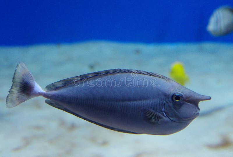 Naso Brevirostris in Aquarium Stock Photo - Image of aquarium ...