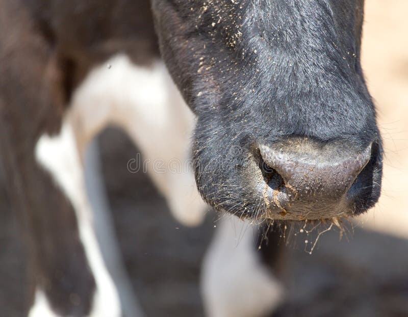 Naso Della Mucca Foto Stock - Download 253 Royalty Free Photos