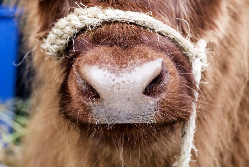 Naso Della Mucca Foto Stock - Download 253 Royalty Free Photos