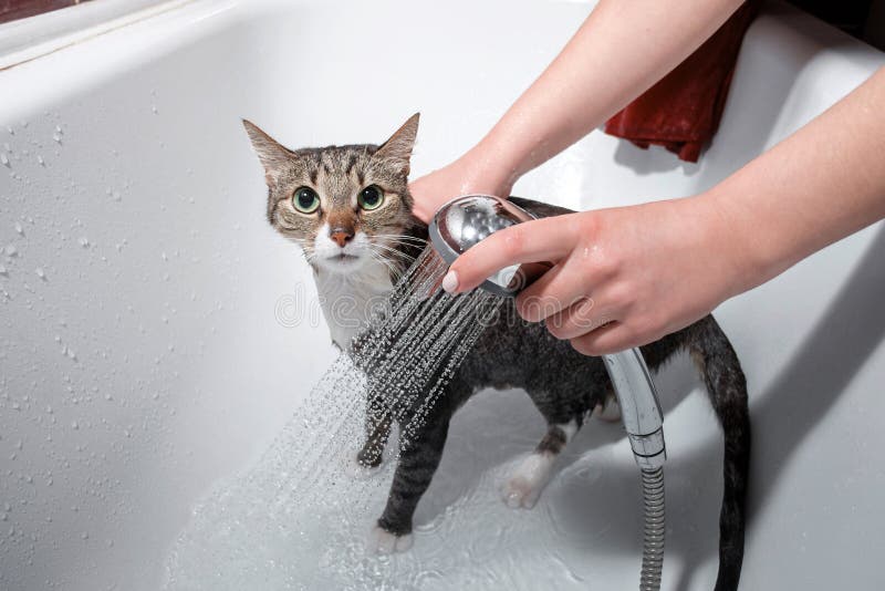 Nass Katze Im Badezimmer Eine Dusche, Lustiges Gesicht Nehmen Der Katze ...