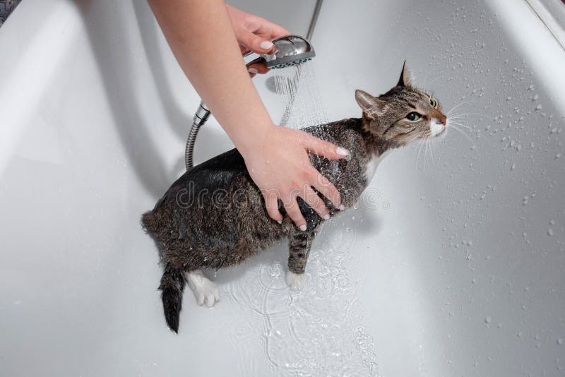Nass Katze Im Badezimmer Eine Dusche, Lustiges Gesicht Nehmen Der Katze ...