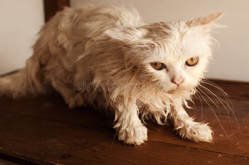 Nasse Katze stockbild. Bild von miserabel, urkomisch - 33916567