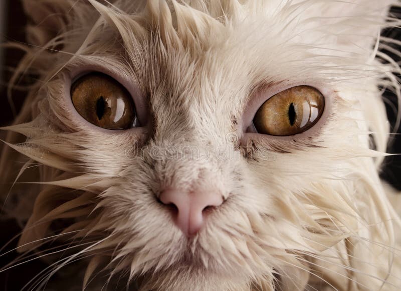 11,259 Nasse Katze Stock Fotos - Freie & Royalty-Free Stock Fotos von ...