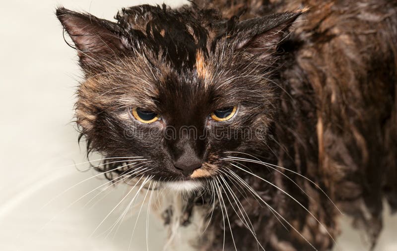 Nasse Katze in Der Badewanne Stockbild - Bild von unglücklich, tier ...