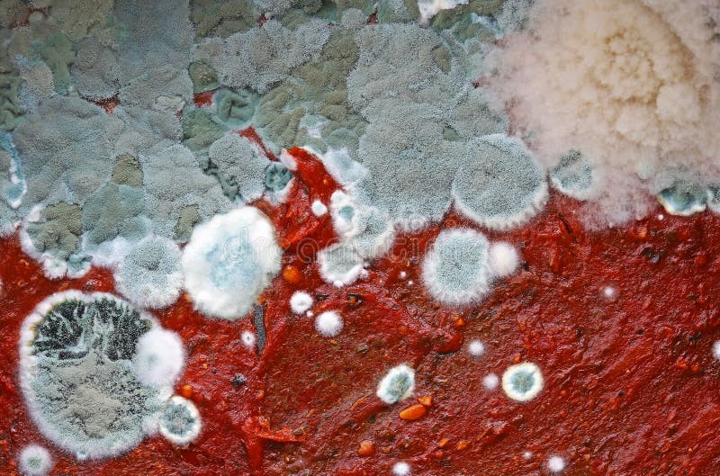 Blue Mold Plant Soil Stock Photos - Free & Royalty-Free Stock Photos ...