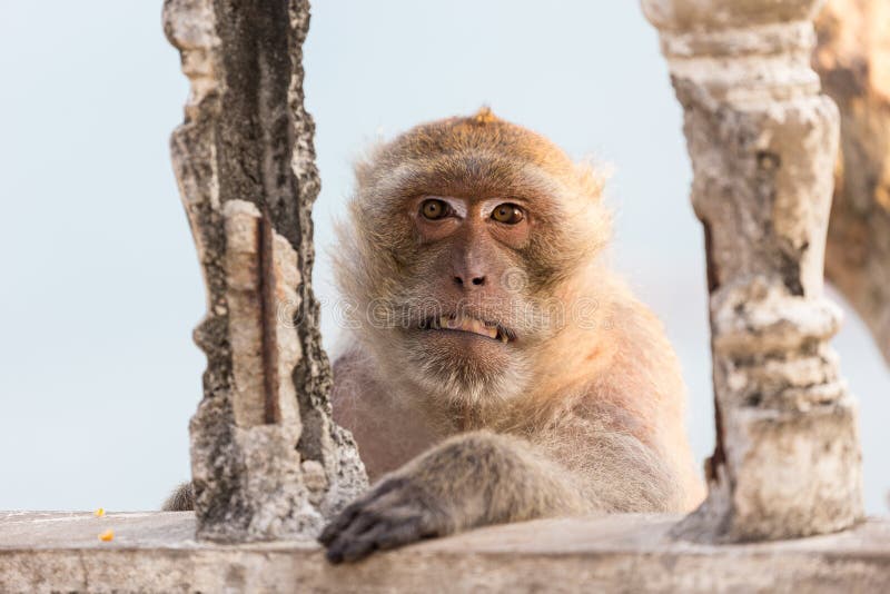 Nasty Macaque Showing Teeth Stock Photo - Image of grimace, mammal ...