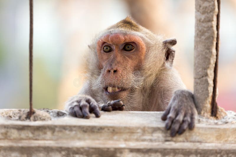 Nasty Macaque Showing Teeth Stock Image - Image of looking, macaque ...