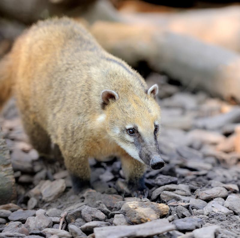Nasua stock photo. Image of coati, adorable, branch, bear - 33616558