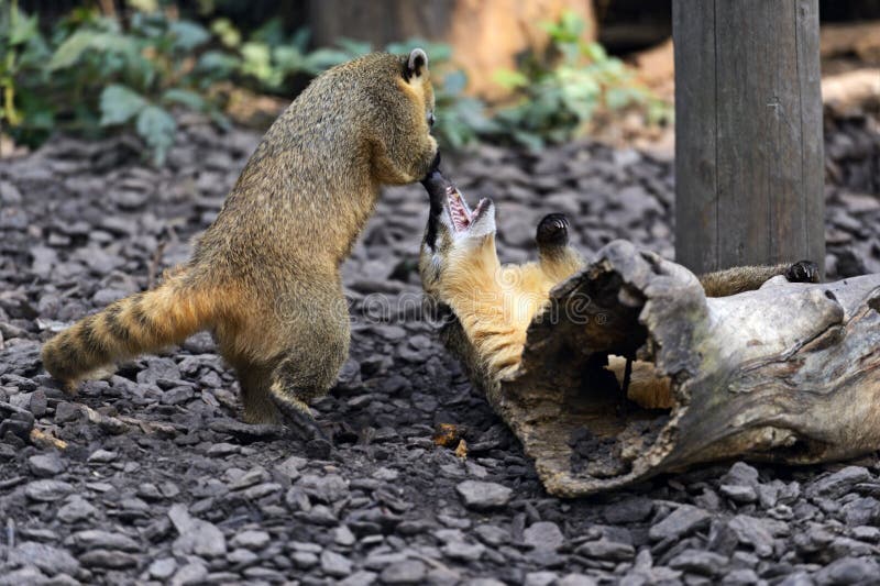 Nasua del Nasua imagen de archivo. Imagen de yermo, habitat - 33744533