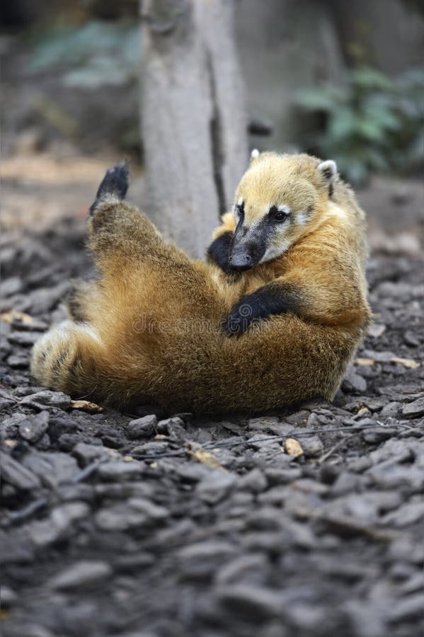 Nasua del Nasua imagen de archivo. Imagen de salvaje - 33744551
