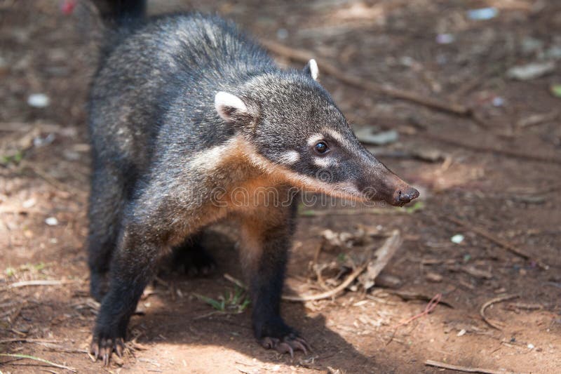 Raccoon on the Beach in Costa Rica Stock Photo - Image of outdoors ...