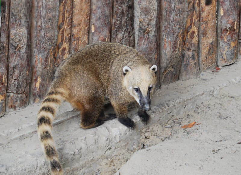 Nasua narica stock image. Image of molaris, adult, narica - 43775335