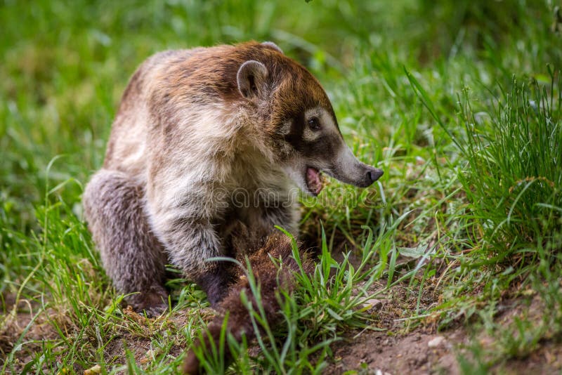 NASUA NARICA Portrait in Zoo Park Stock Image - Image of park, costa ...