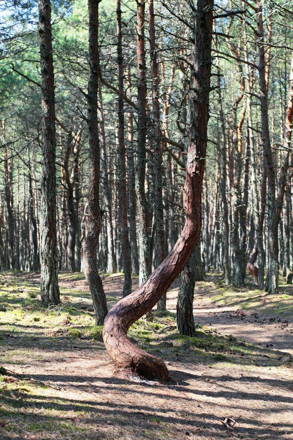 Natürliche Abweichung stockbild. Bild von gekurvt, kurve - 34930617