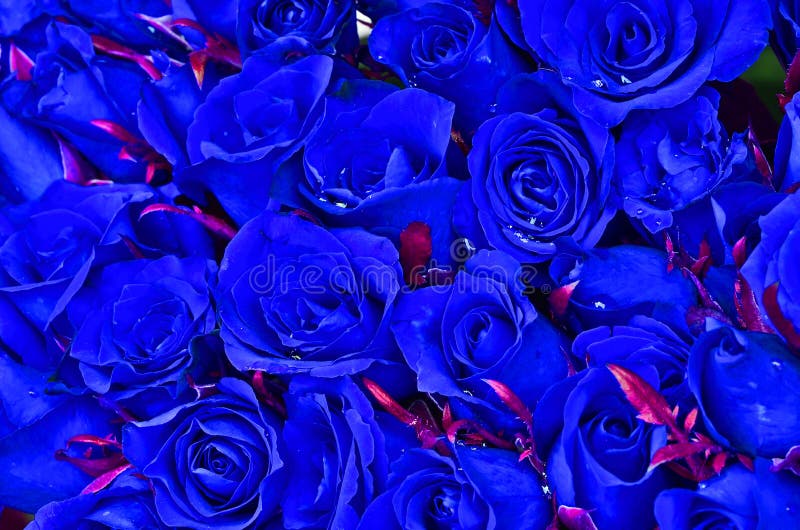 Natürliche blaue Rosen stockfoto. Bild von nahaufnahme - 33024398