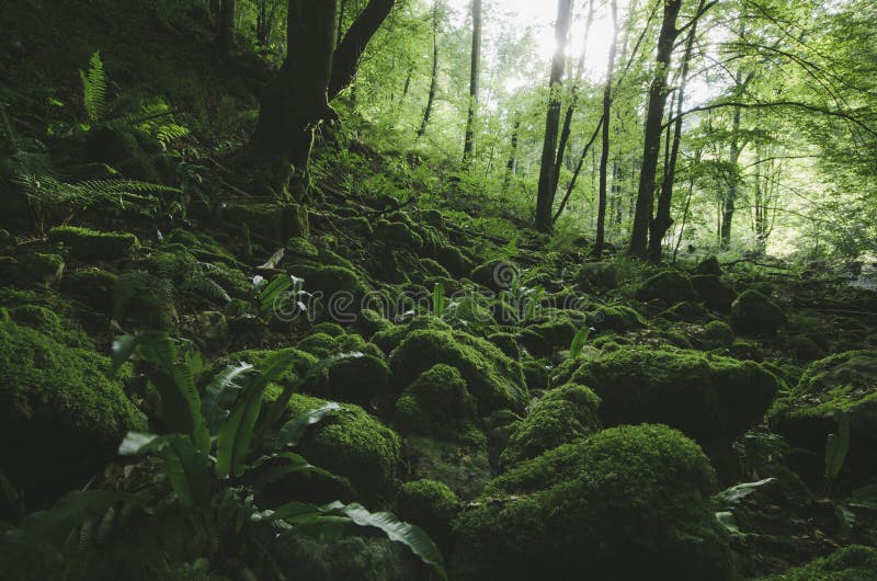 Alter Wald Mit Moos Umfasste Bäume Und Strahlen Der Sonne Stockbild ...