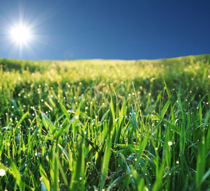 Nat gras stock afbeelding. Image of dauw, buiten, flora - 6100021