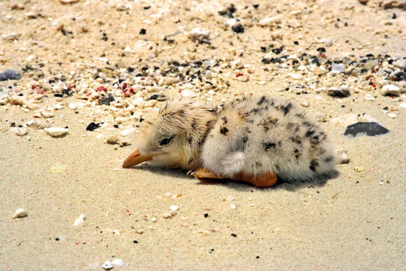 Nat Kuiken stock foto. Image of zandig, droevig, kust, eenzaam - 983316