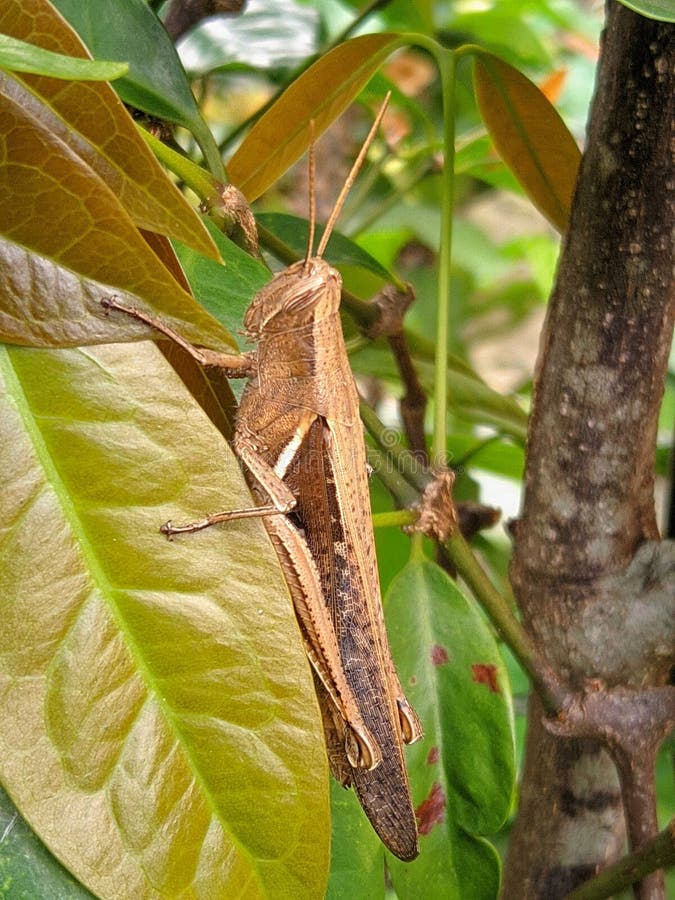 686 Insect Around Us Stock Photos - Free & Royalty-Free Stock Photos ...