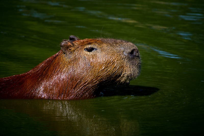 Un Capibara Nadando En Un Lago En Los Humedales De Ibera, Al Norte De ...