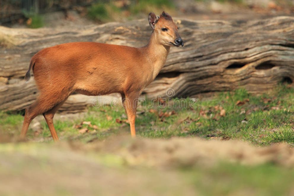 Natal duiker stock photo. Image of duiker, natalensis - 28254928