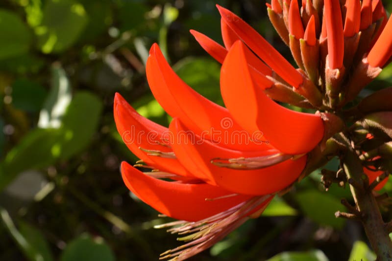 Natal Flame Tree Flower - Alberta Magna Stock Photo - Image of flower ...