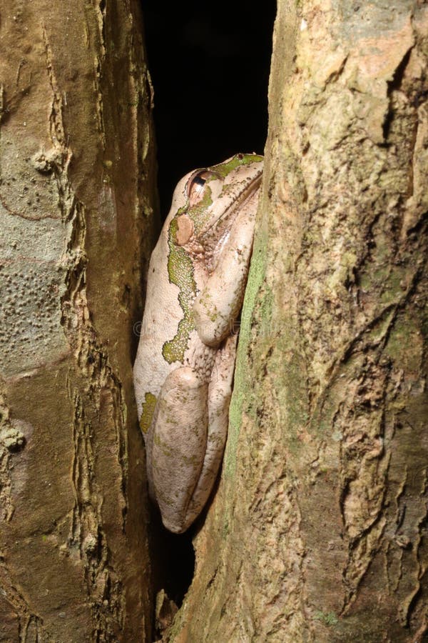 Natal forest tree frog. stock image. Image of wildlife - 39863659