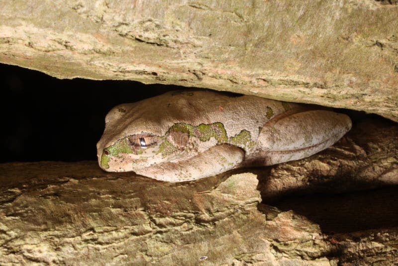 Natal forest tree frog. stock image. Image of wildlife - 39863659