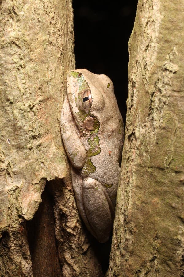 Natal forest tree frog. stock photo. Image of amphibian - 39864150