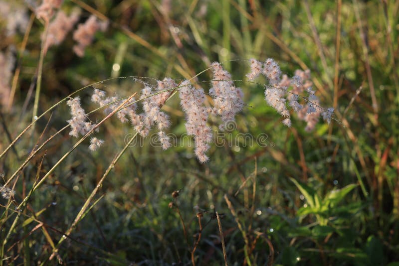 Natal Grass Covered in Dew stock photo. Image of nature - 328419268
